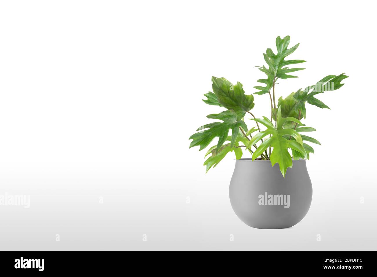 Adam's Rib Plant flowerpot vase isolated on white background Stock ...