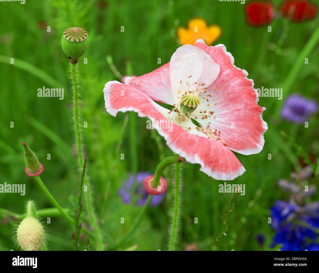 Red and white poppy anemone hi-res stock photography and images - Alamy