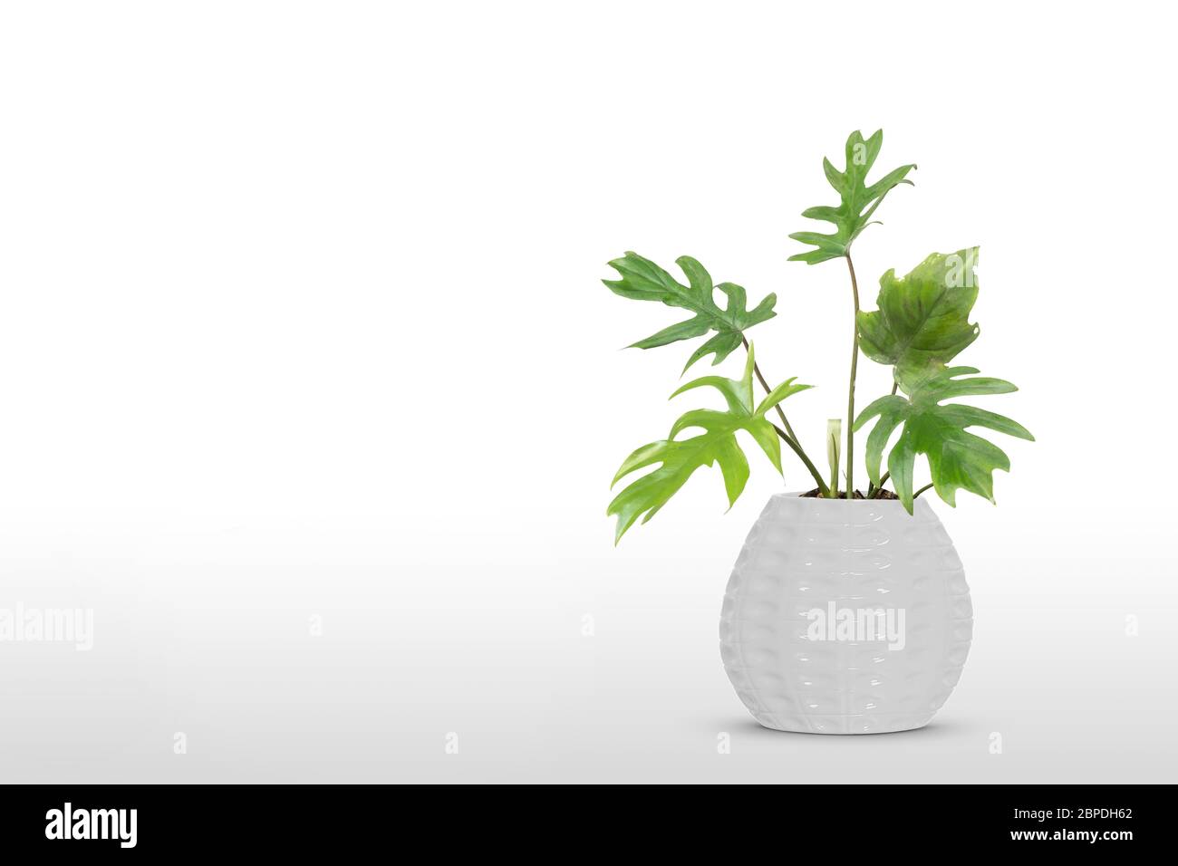 Adam's Rib Plant flowerpot vase isolated on white background Stock ...