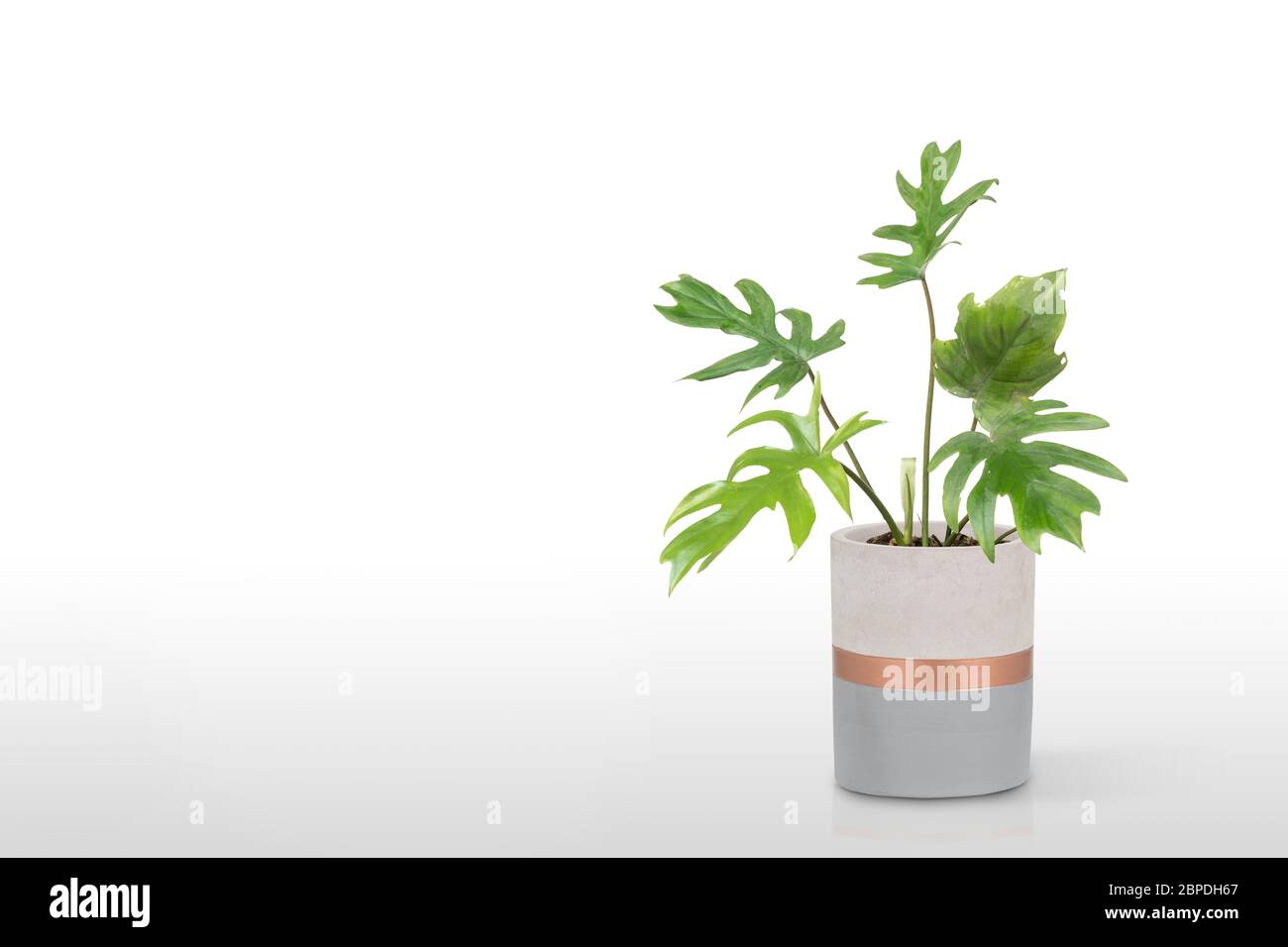 Adam's Rib Plant flowerpot vase isolated on white background Stock ...