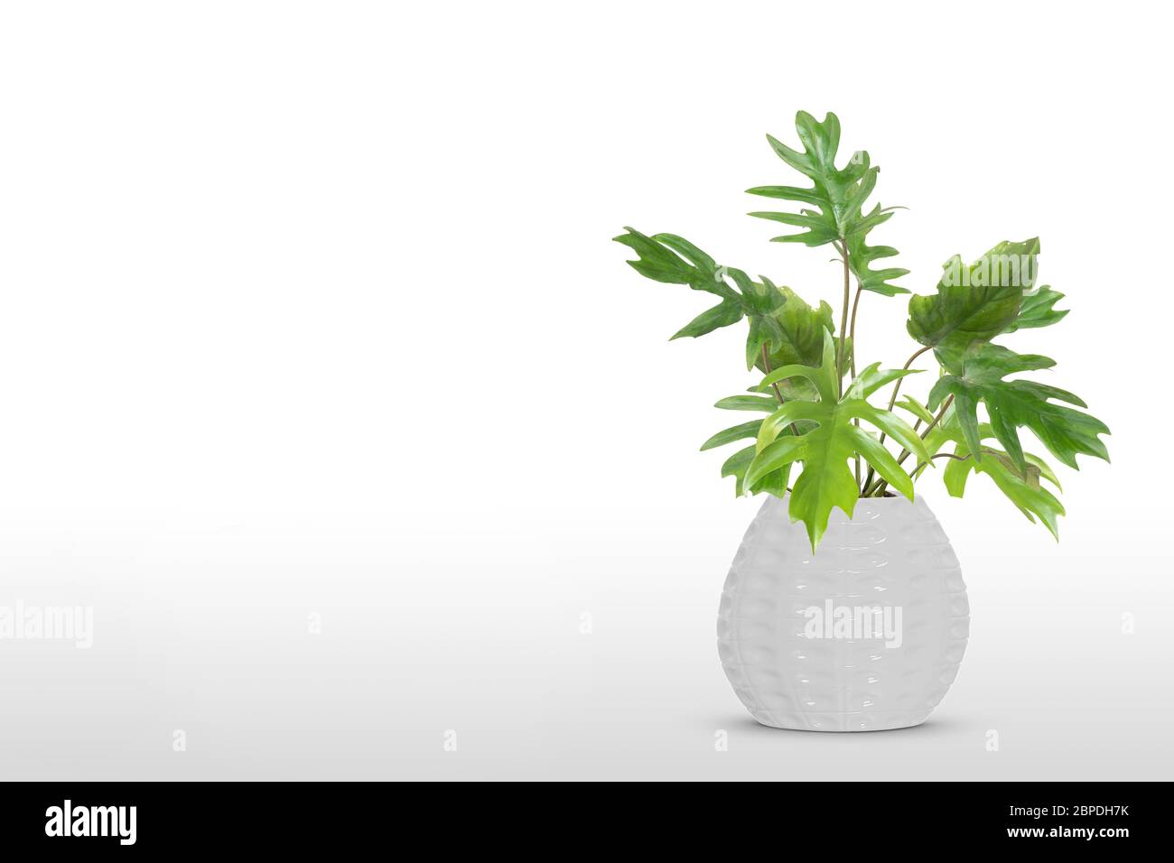 Adam's Rib Plant flowerpot vase isolated on white background Stock ...