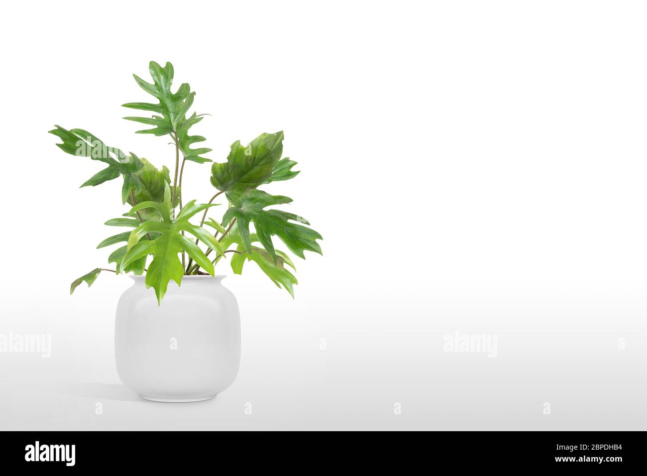 Adam's Rib Plant flowerpot vase isolated on white background Stock ...