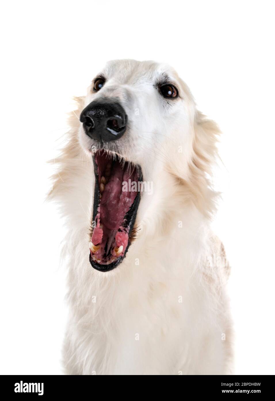 white borzoi in front of white background Stock Photo - Alamy