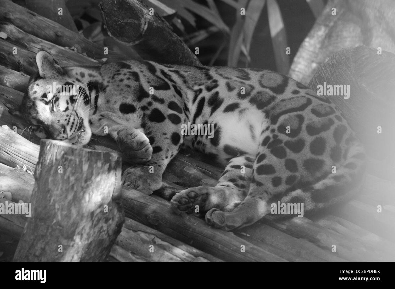 Big cats jungle Black and White Stock Photos & Images - Alamy