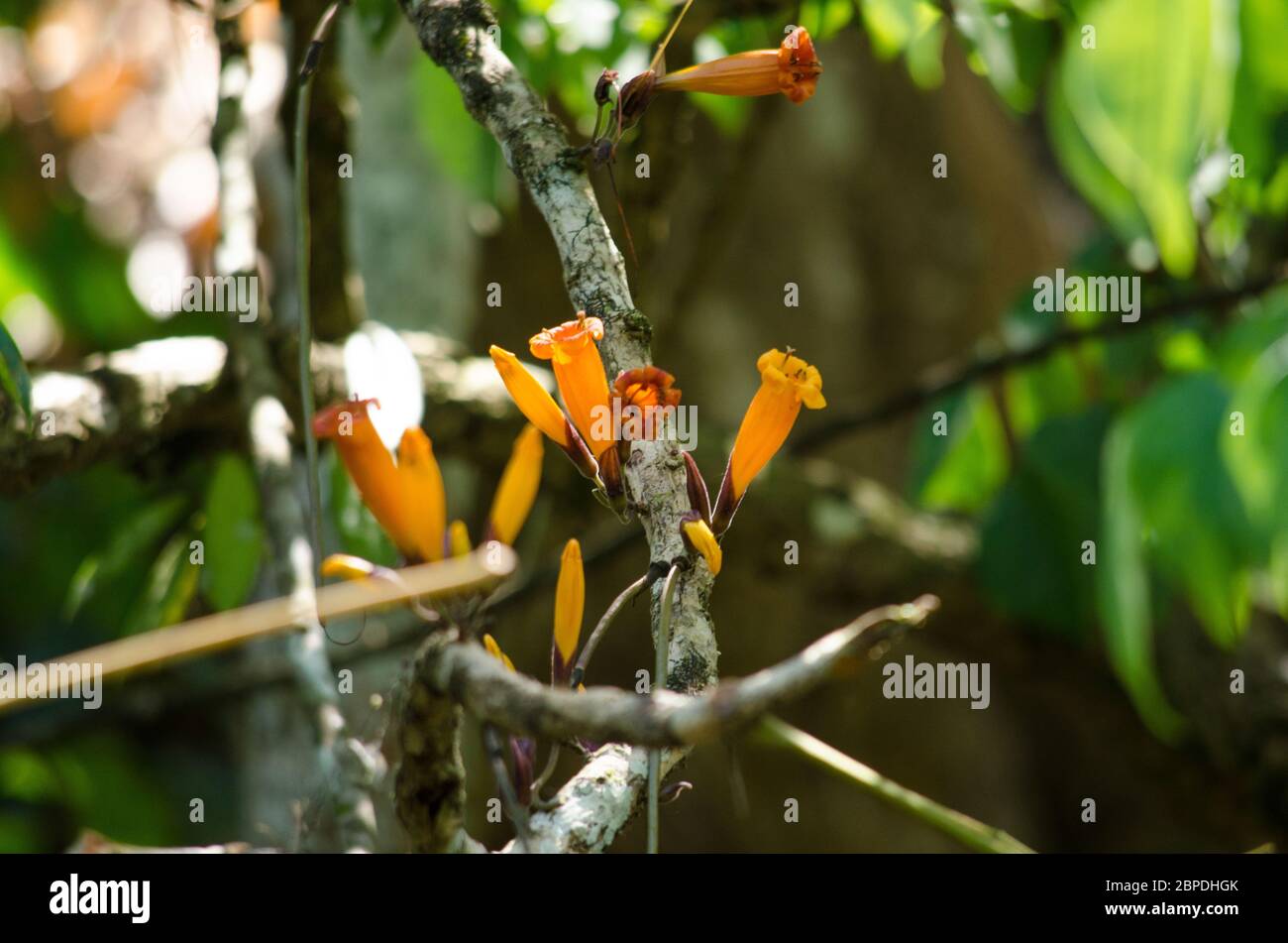 Spring brak hi-res stock photography and images - Alamy