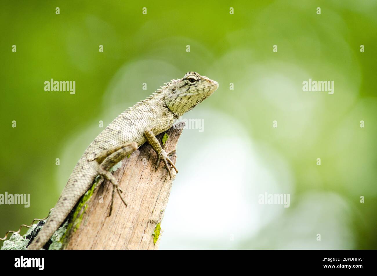 Forest Crested Lizard High Resolution Stock Photography and Images - Alamy