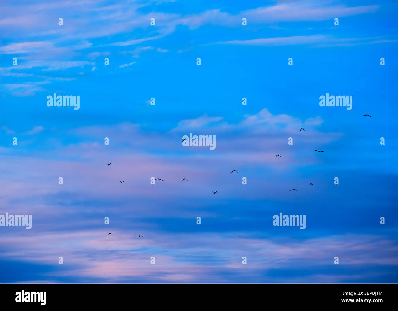 Flock of birds migrating during dramatic sunset background Stock Photo ...