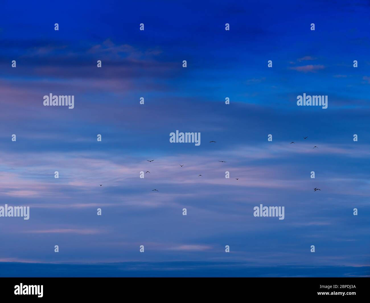 Flock of birds migrating south background Stock Photo - Alamy
