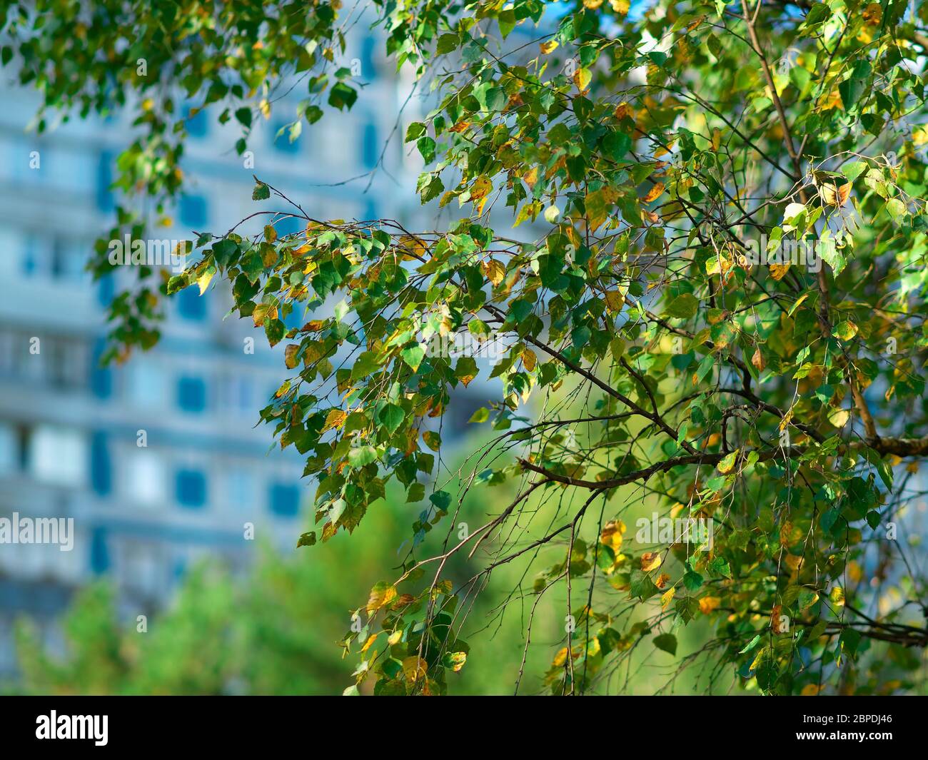 Fall leaves on the tree branch nature background Stock Photo - Alamy