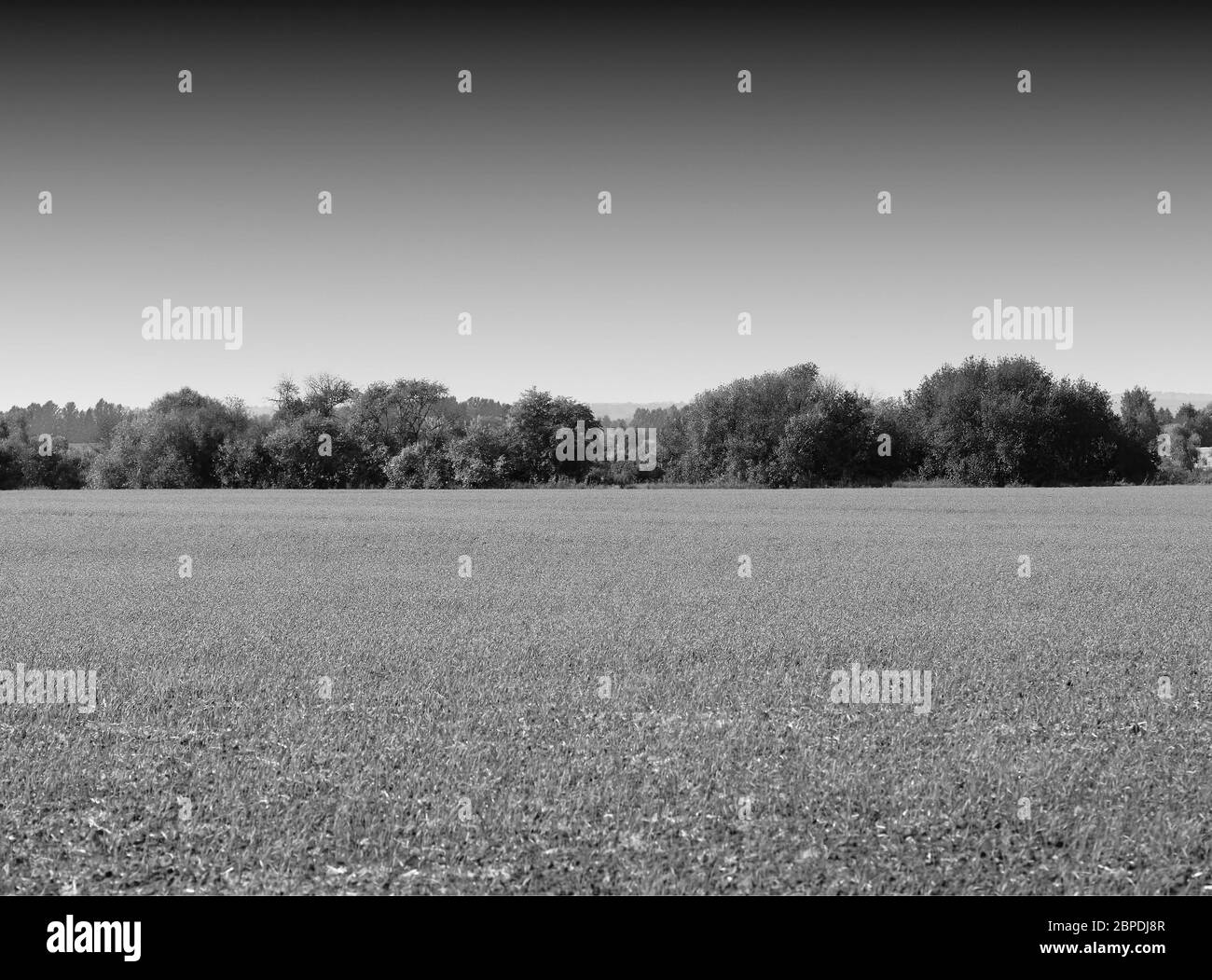 Minimal black and white field with forest backdrop Stock Photo - Alamy