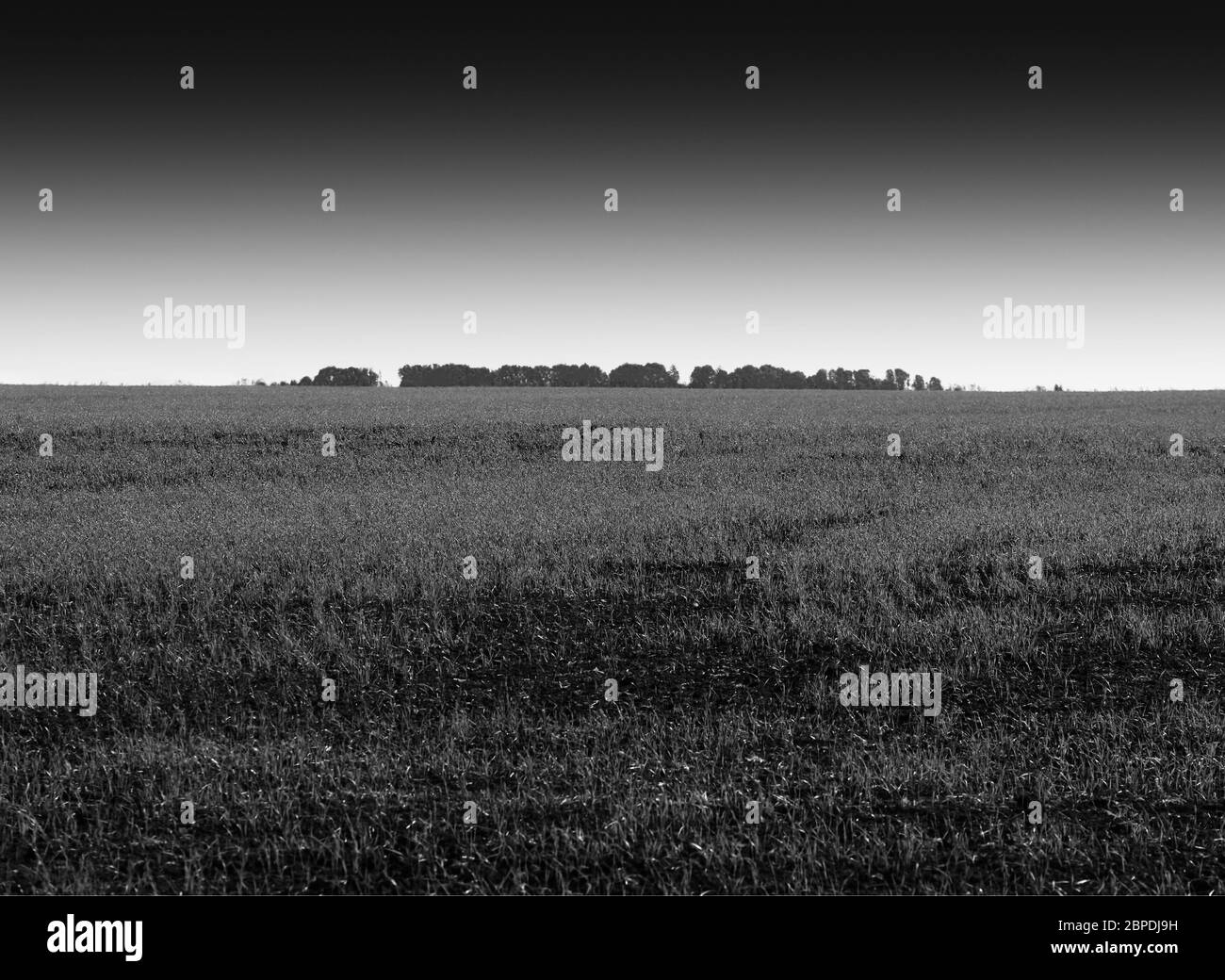 Forest island on dramatic field landscape background Stock Photo - Alamy