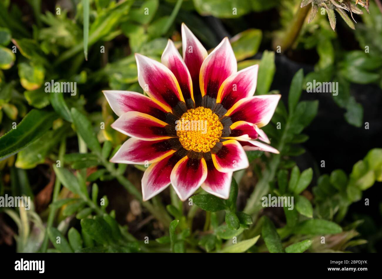 Bouquet of Spring summer colorful flowers with Sun Light in garden ...