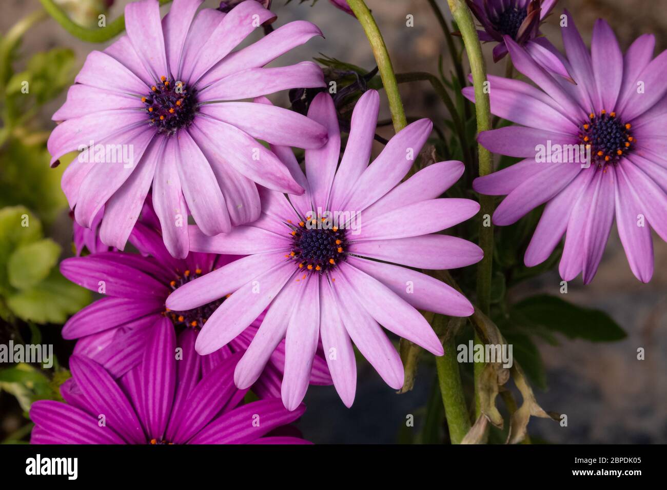 Bouquet of Spring summer colorful flowers with Sun Light in garden ...