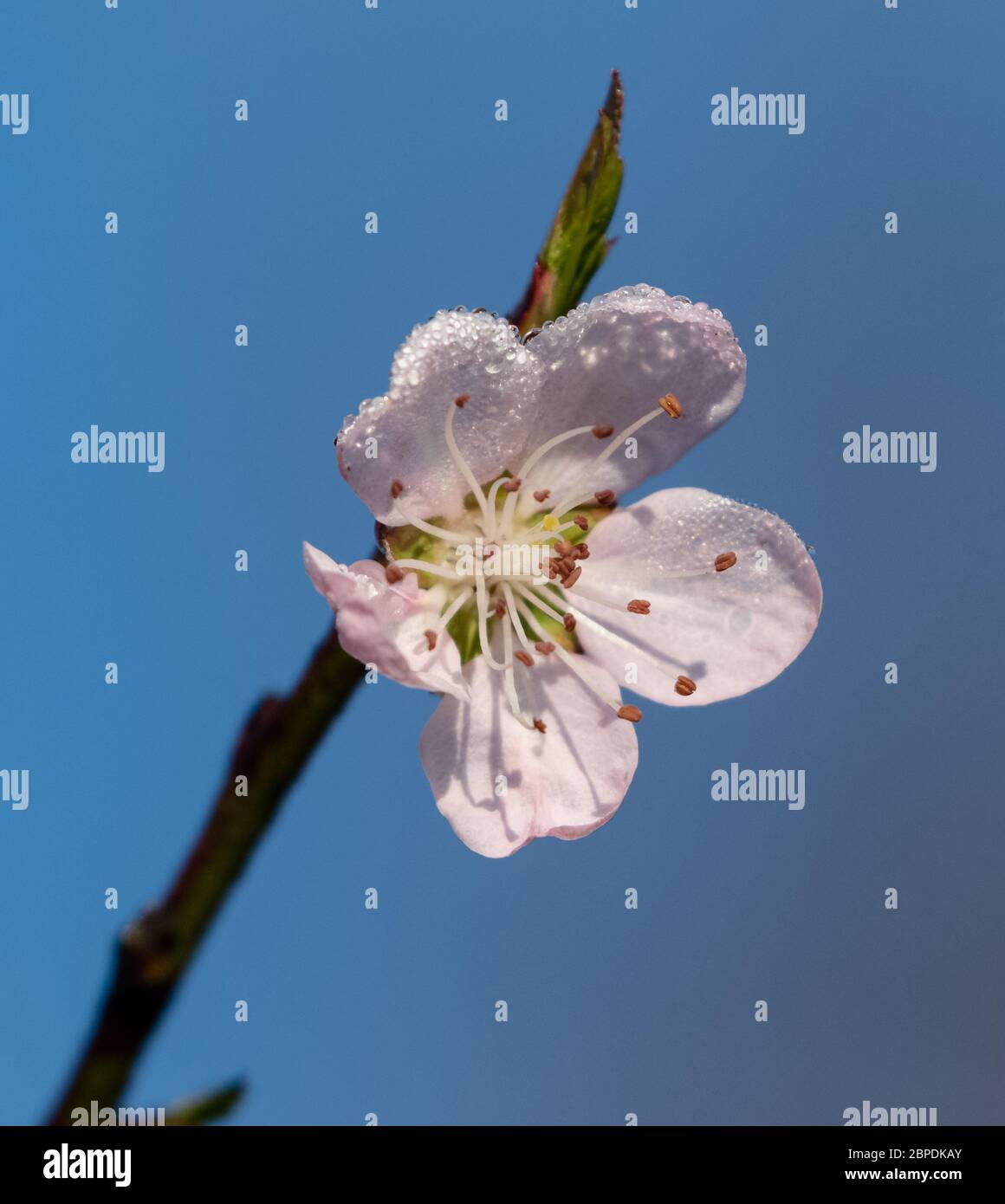 Spring summer Cherry Blossom flowers on tree Stock Photo - Alamy