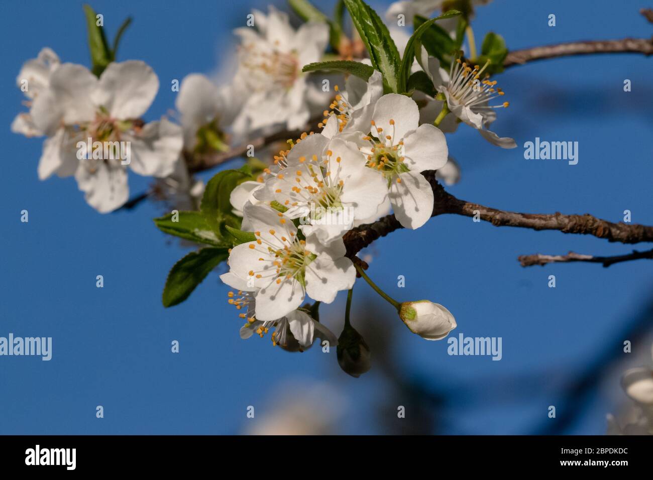 Spring summer Cherry Blossom flowers on tree Stock Photo - Alamy