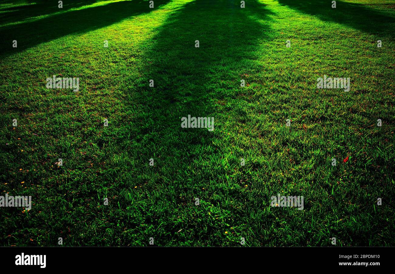 Dramatic shadows on the green grass background Stock Photo - Alamy