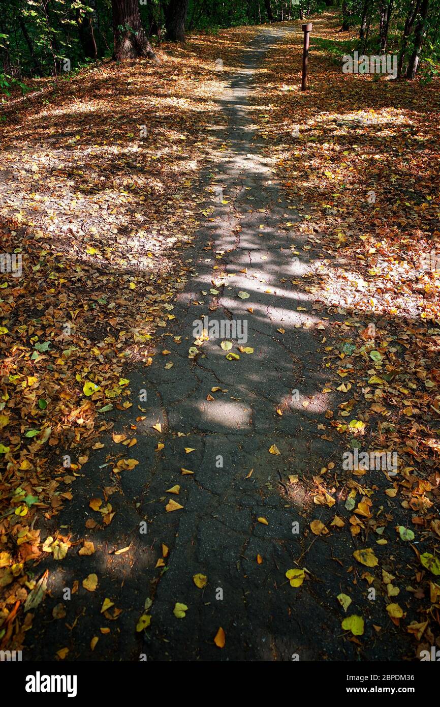 Vertical autumn path covered with foliage backdrop Stock Photo - Alamy