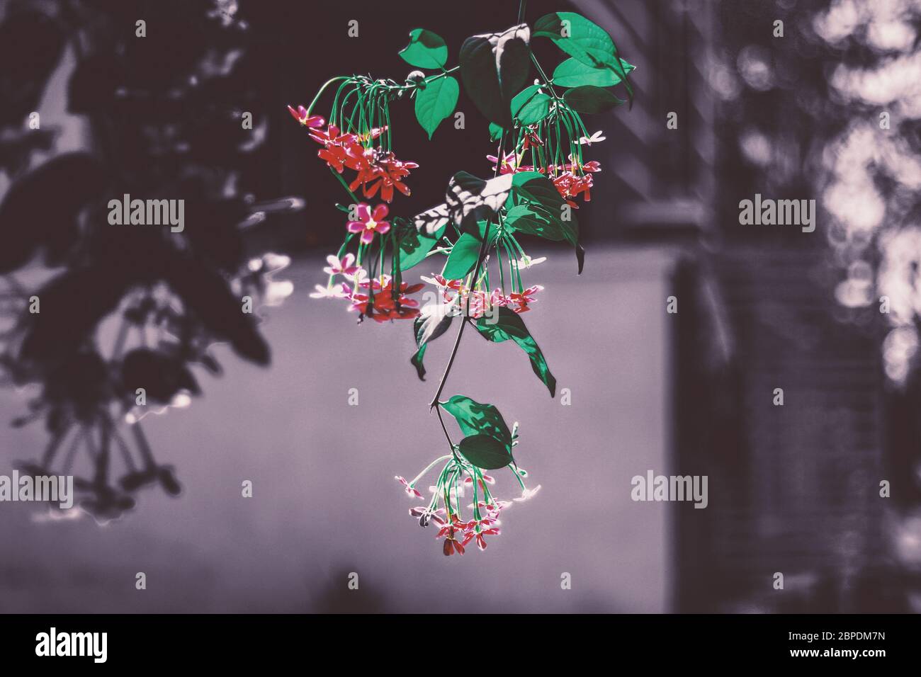 Color pop plant with contrast of green leaves and pink flowers Stock ...