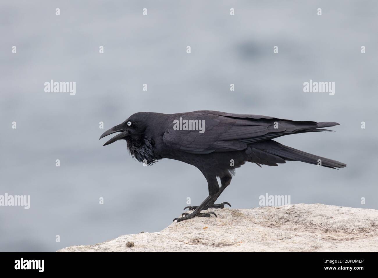 Raven calling hi-res stock photography and images - Alamy