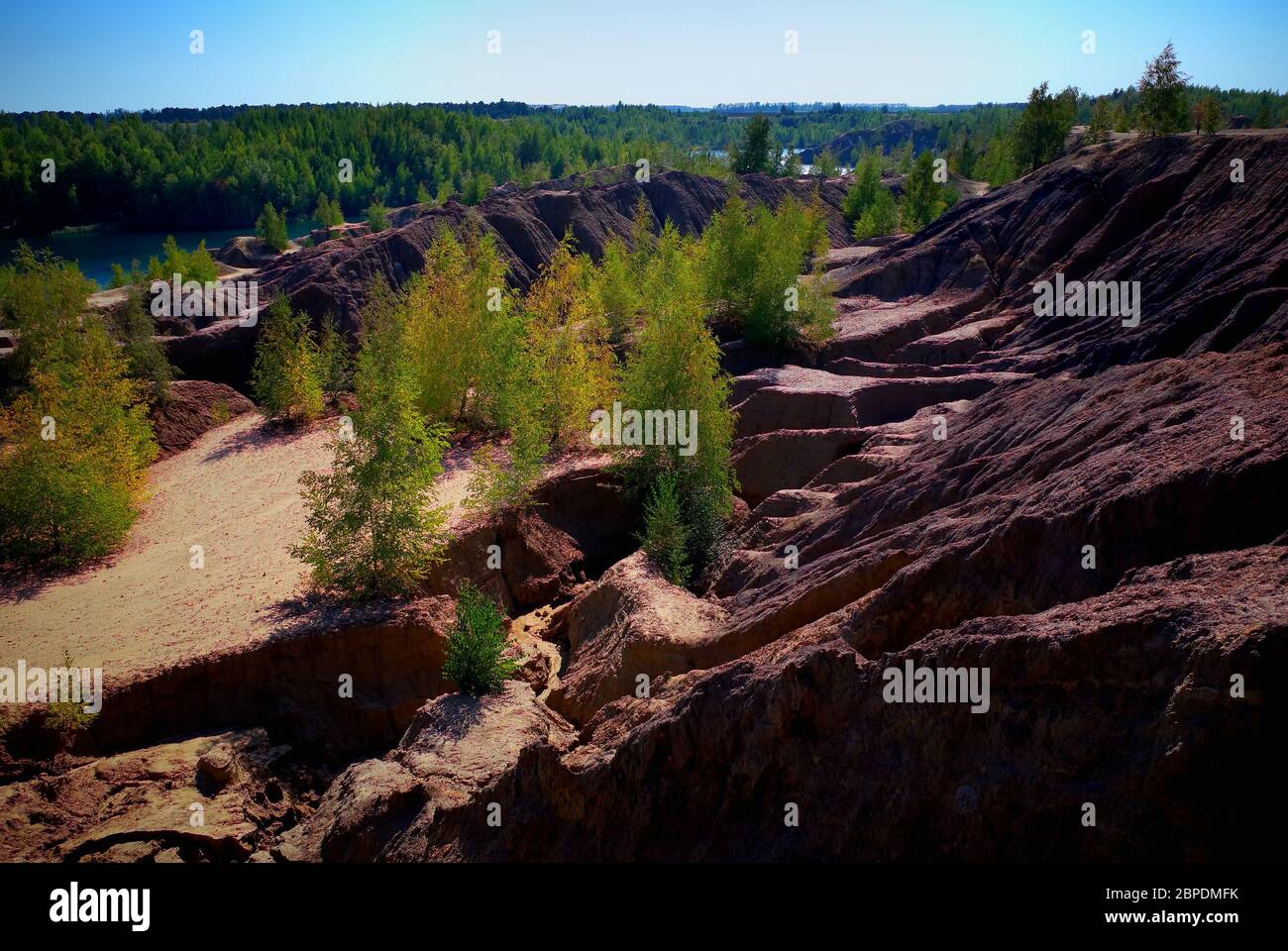 Trees in sand dramatic landscape background Stock Photo - Alamy