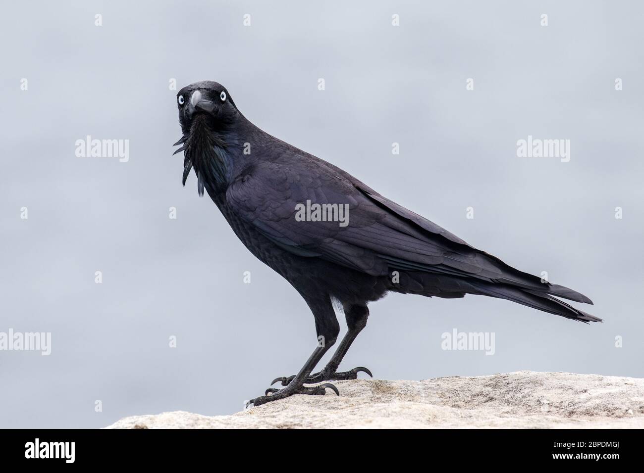 Neck hackles hi-res stock photography and images - Alamy