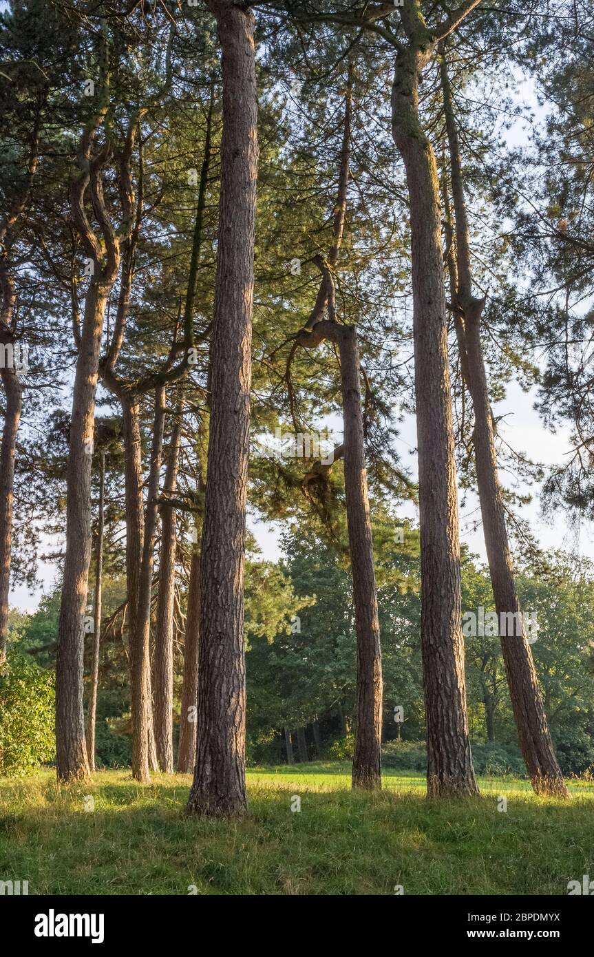 A grove of trees, lit by the evening sun, in Sefton Park, Liverpool ...