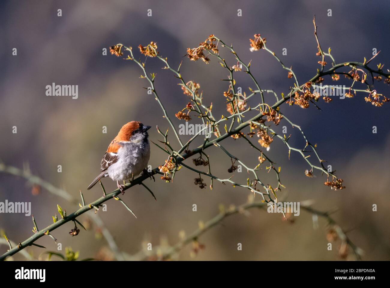 Portrait of russet sparrow bird sitting on perch of tree with spring ...