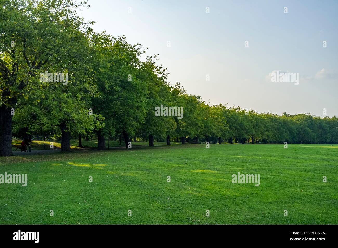 Trees in Sefton Park, a Grade I listed park in the Aigburth district of ...