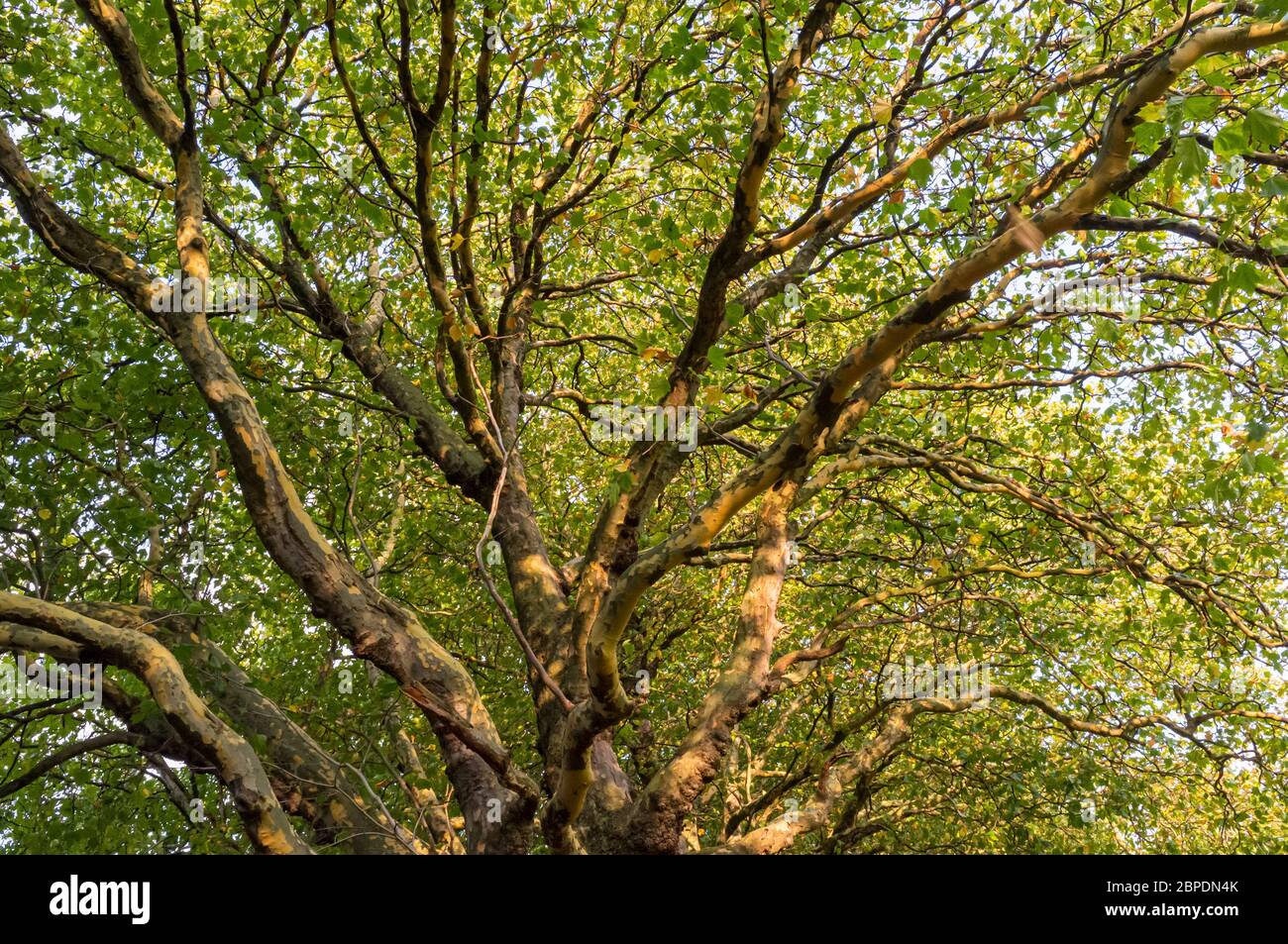 Trees in Sefton Park, a Grade I listed park in the Aigburth district of ...