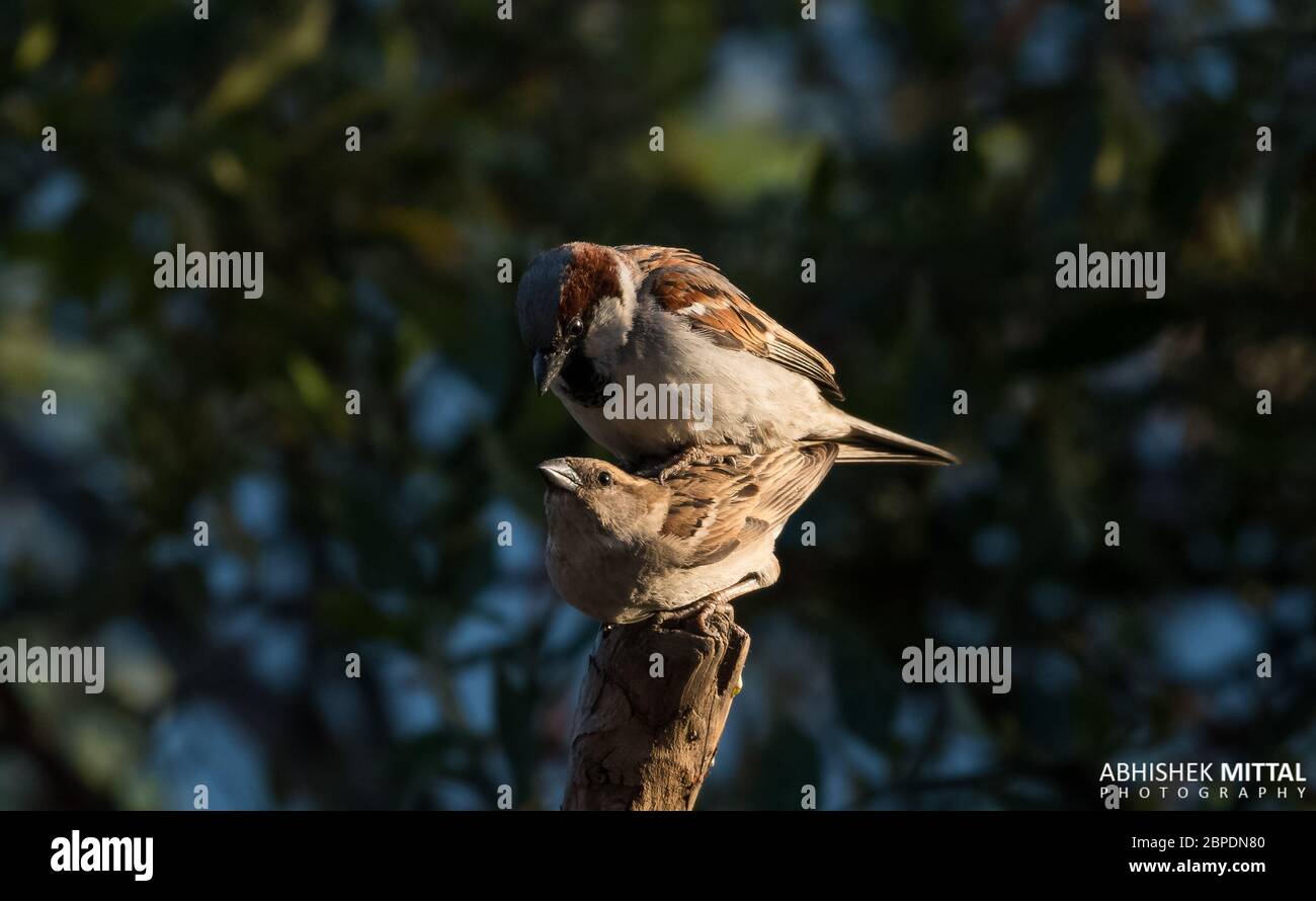 House sparrow mating hi-res stock photography and images - Alamy