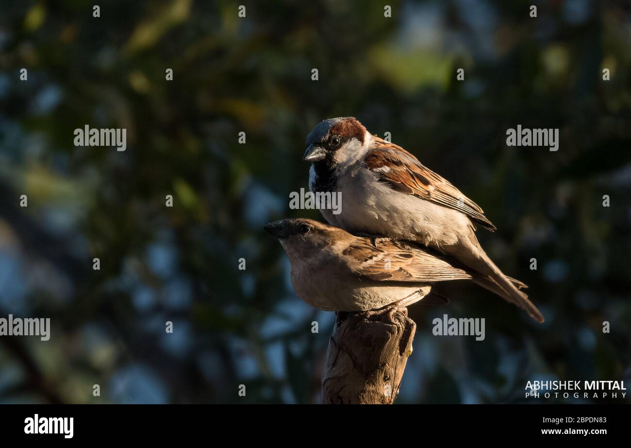 House sparrow mating hi-res stock photography and images - Alamy