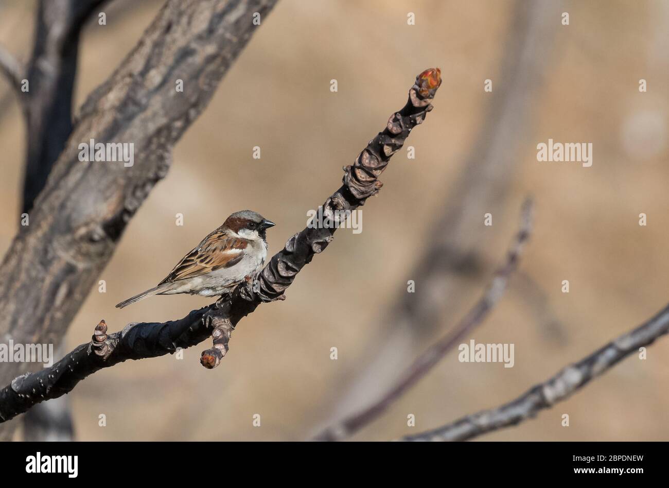House sparrow mating hi-res stock photography and images - Alamy