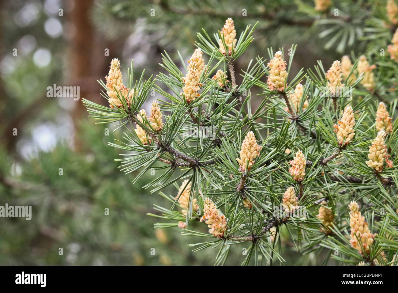 Selective focus. Male pine cones (Pinus sylvestris). Pine pollen is a ...