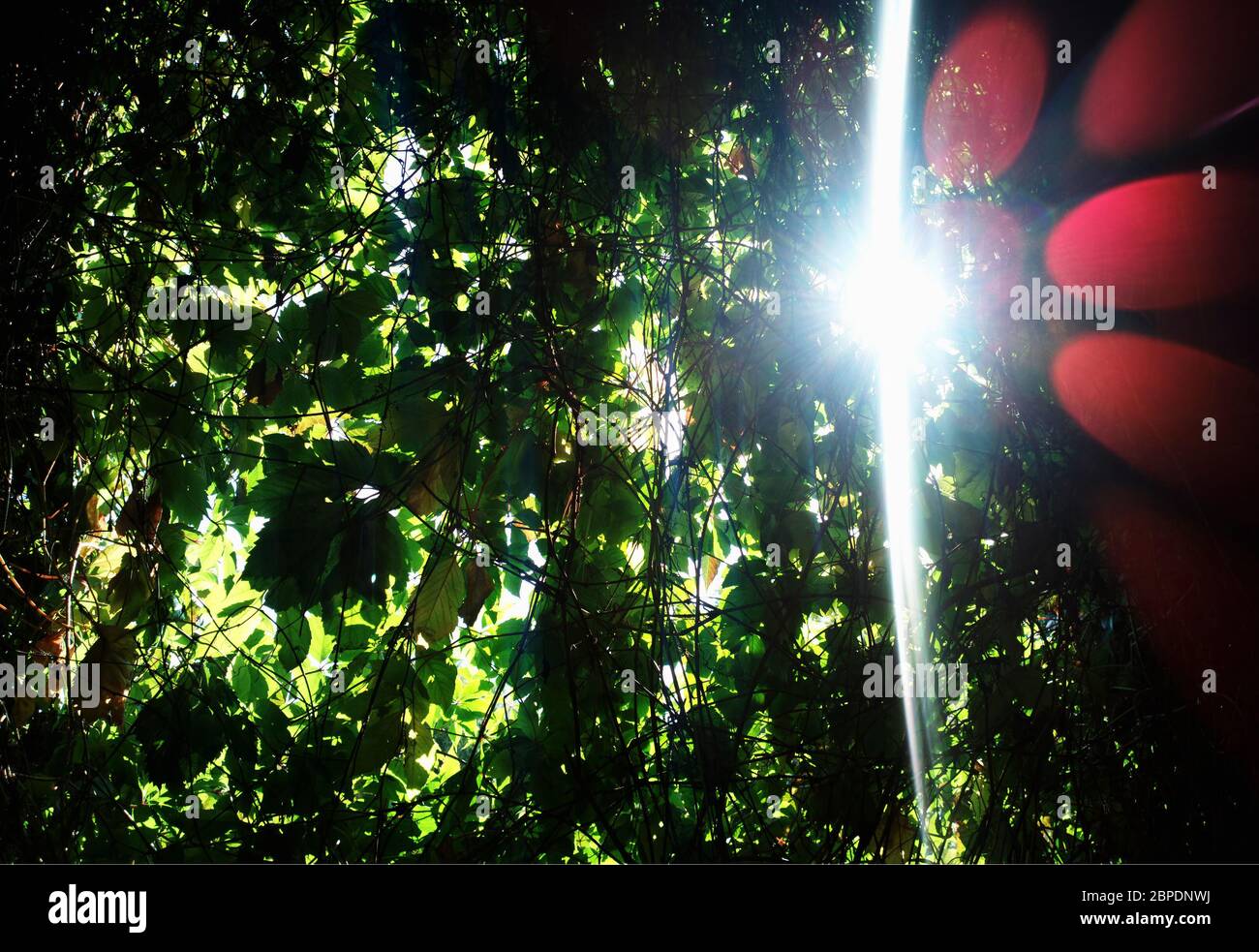 Dramatic flare from direct sun through summer leaves background Stock ...