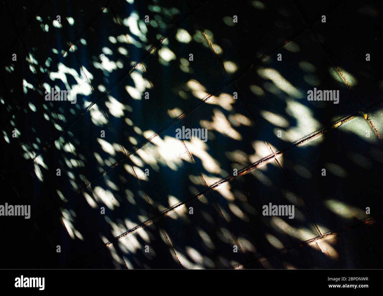 Dramatic shadows from leaves background Stock Photo - Alamy