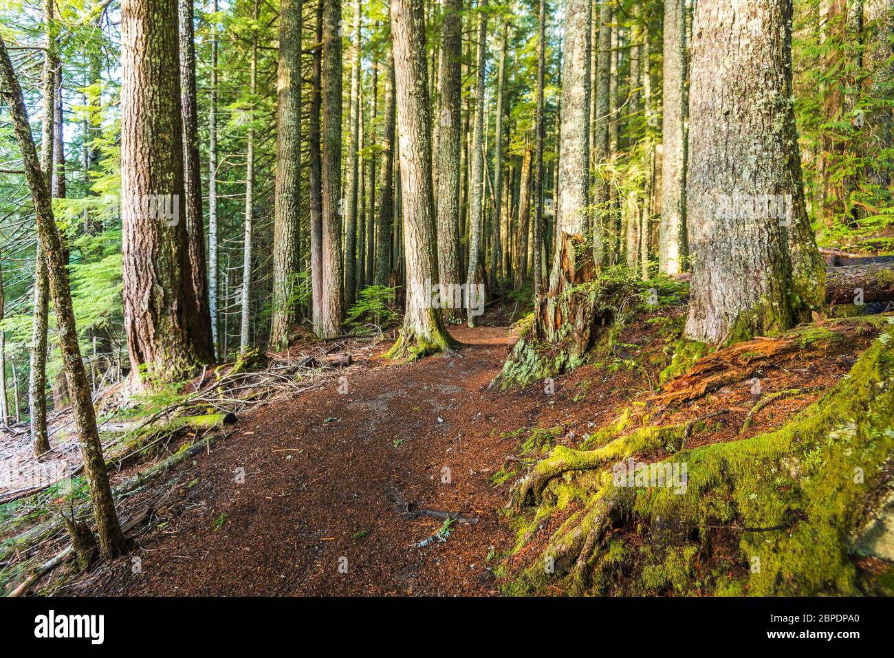 Forest wood tree hi-res stock photography and images - Alamy