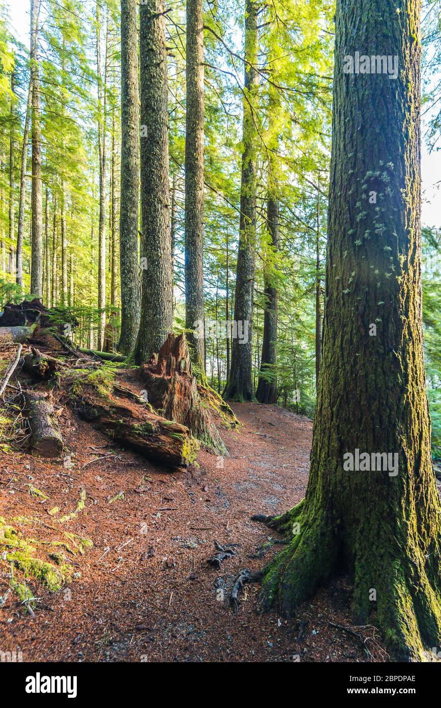 scenic view of very big and tall tree in the forest in the morning ...