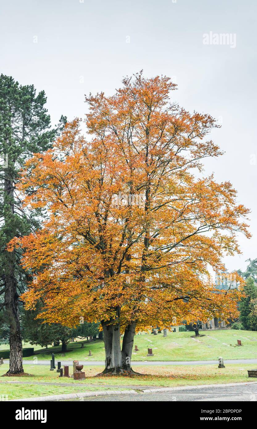 scene of maple three when autumn in graveyard Stock Photo - Alamy