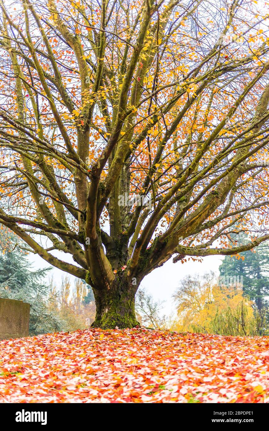scene of maple three when autumn in graveyard Stock Photo - Alamy