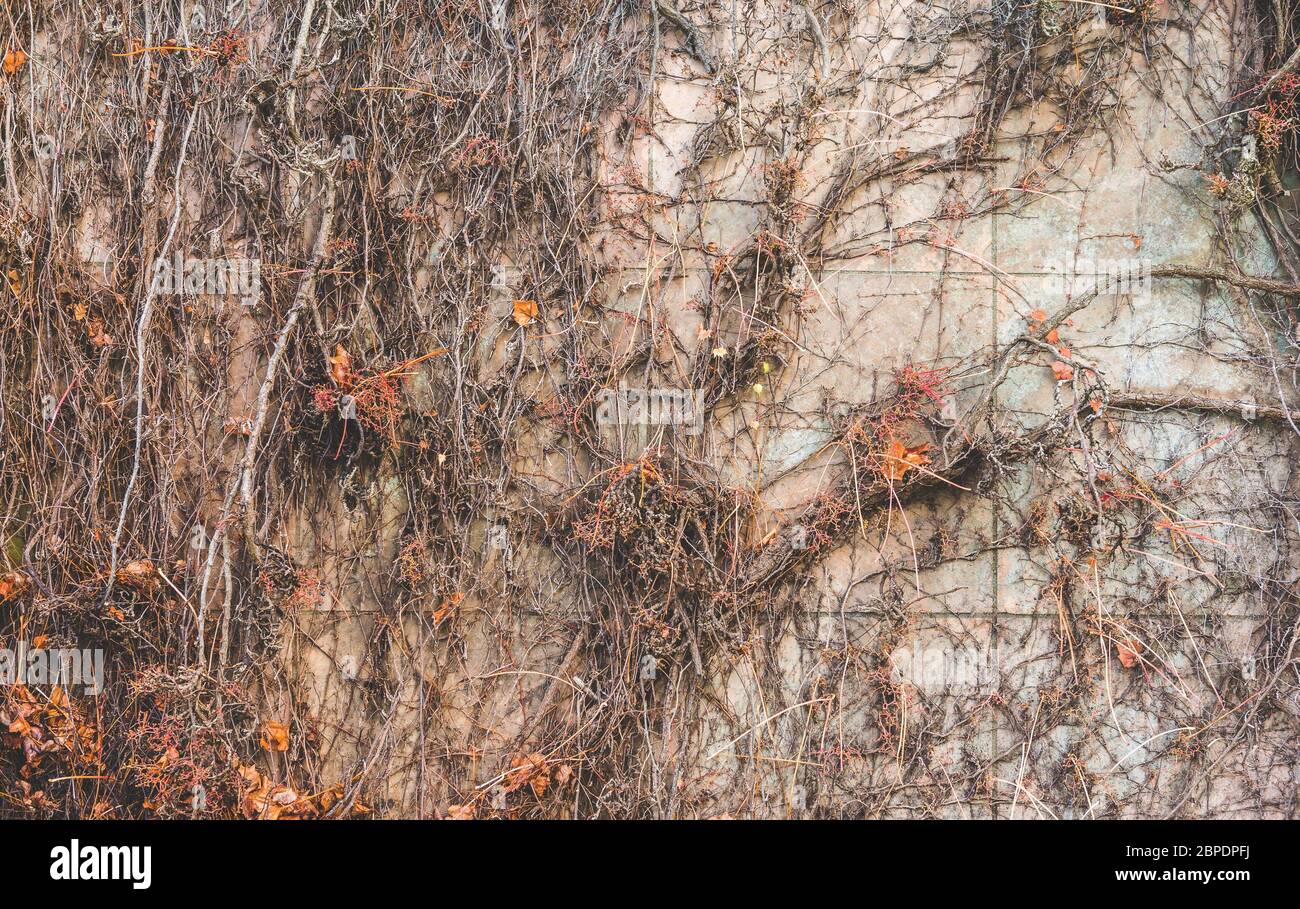 dry roots covered over a concrete wall texture background Stock Photo ...