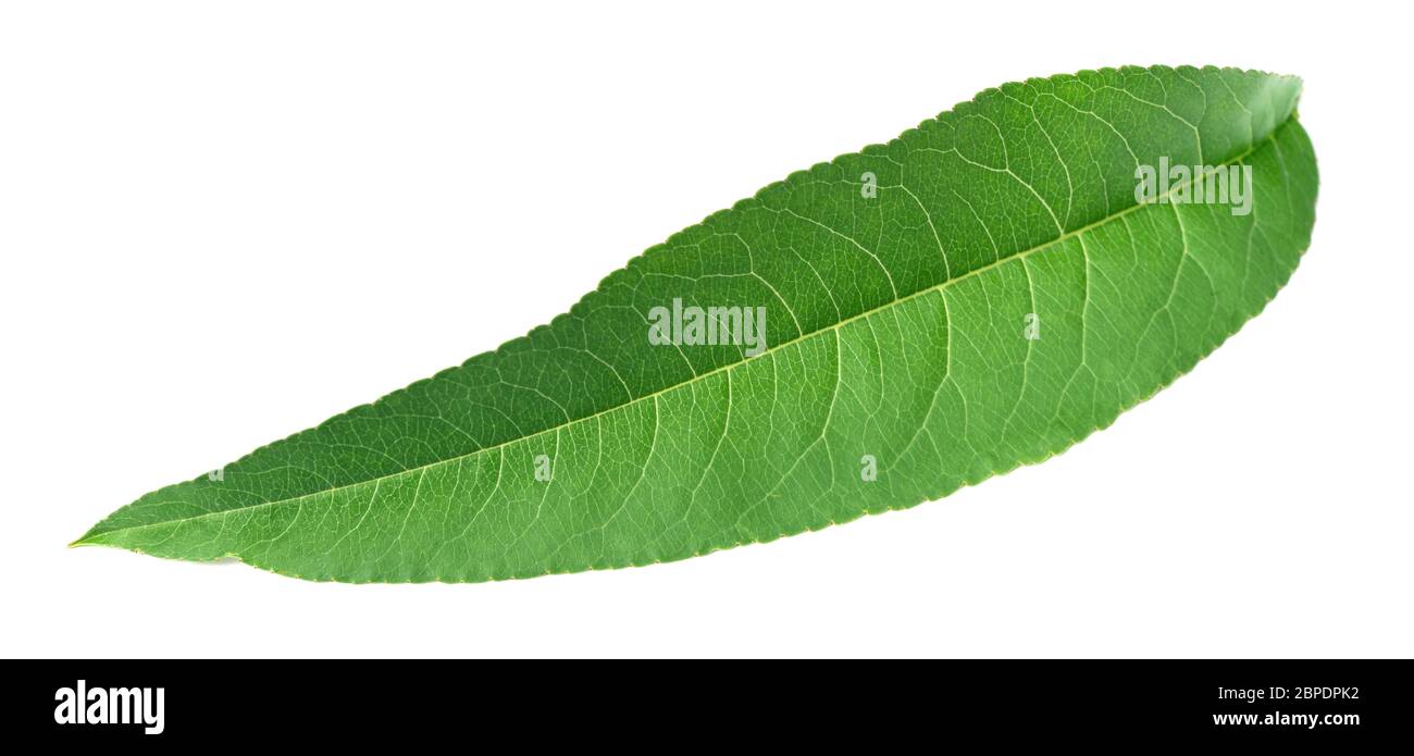 fresh peach leaf isolated on white background Stock Photo - Alamy