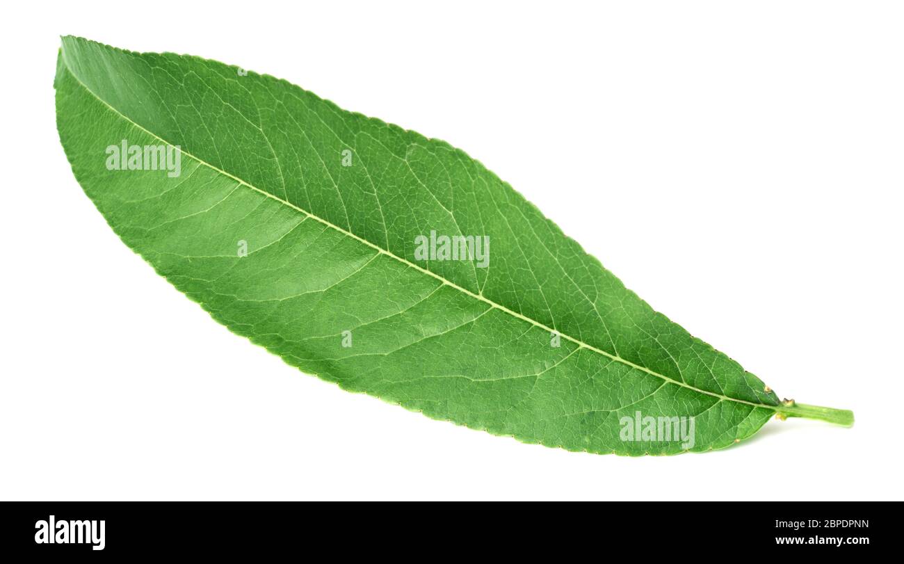 fresh peach leaf isolated on white background Stock Photo - Alamy