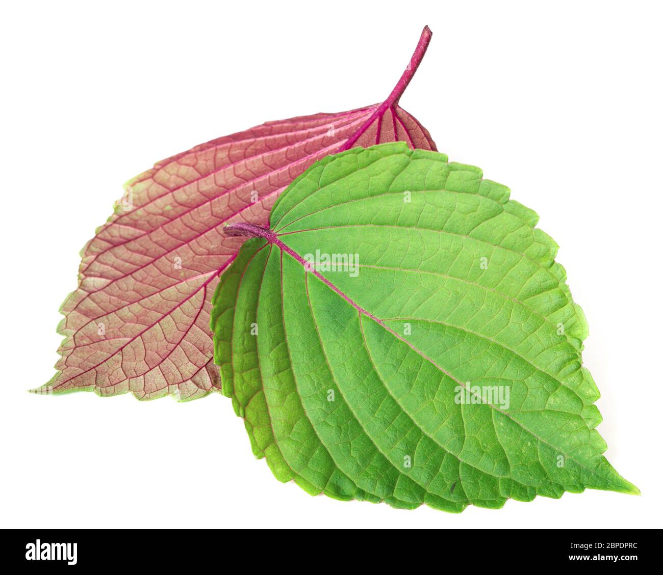 fresh perilla leaves isolated on white background Stock Photo - Alamy
