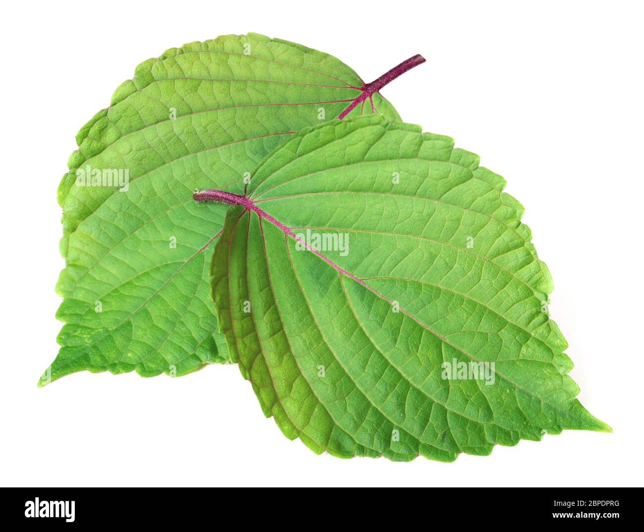 fresh perilla leaves isolated on white background Stock Photo - Alamy