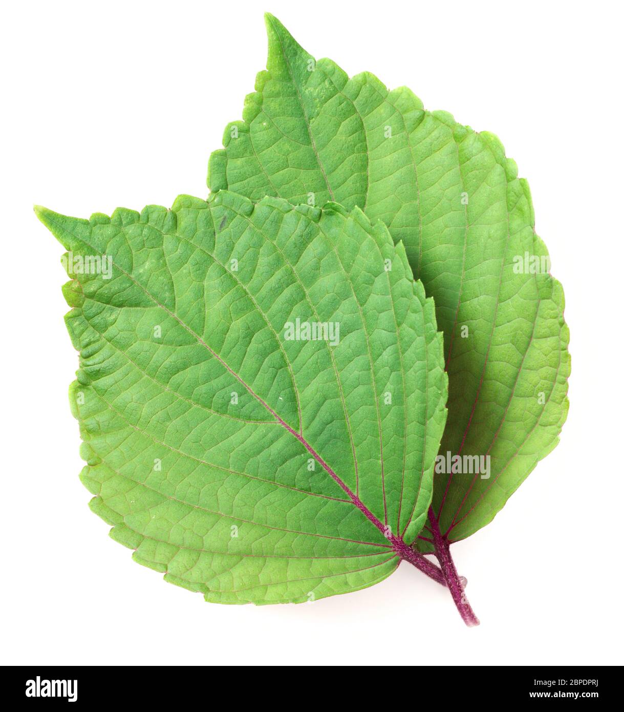 fresh perilla leaves isolated on white background, top view Stock Photo ...