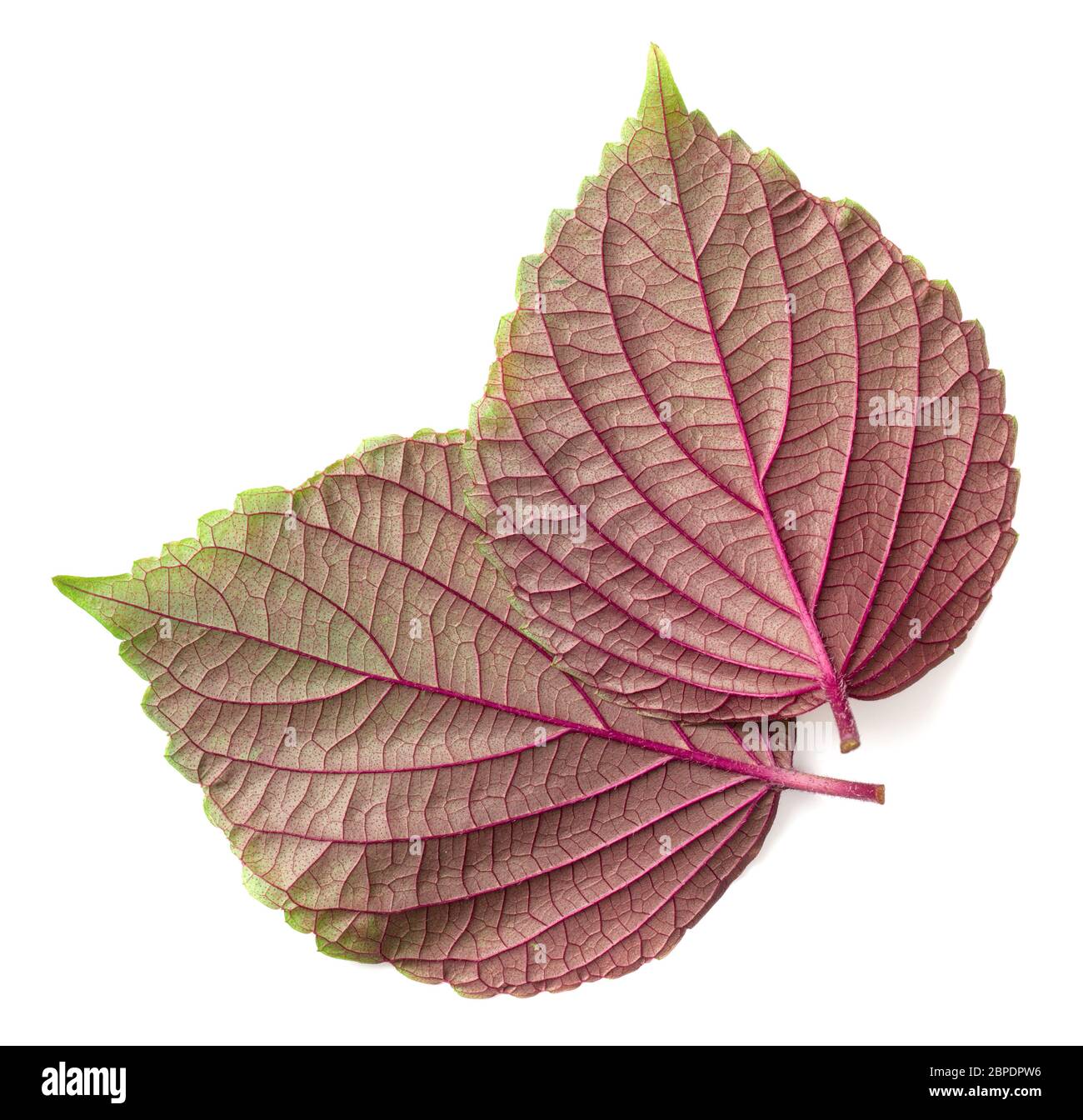 fresh perilla leaves isolated on white background, top view Stock Photo ...