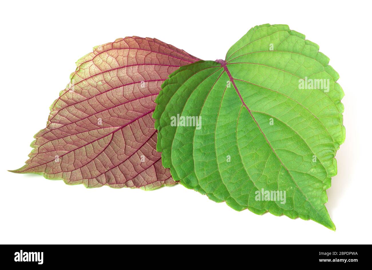fresh perilla leaves isolated on white background Stock Photo - Alamy