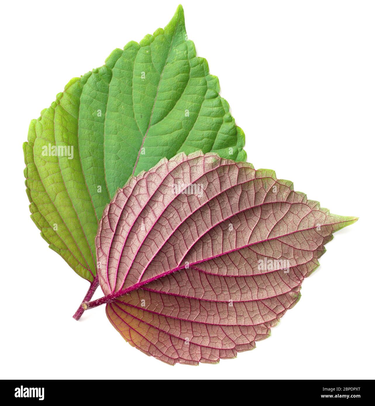 fresh perilla leaves isolated on white background, top view Stock Photo ...