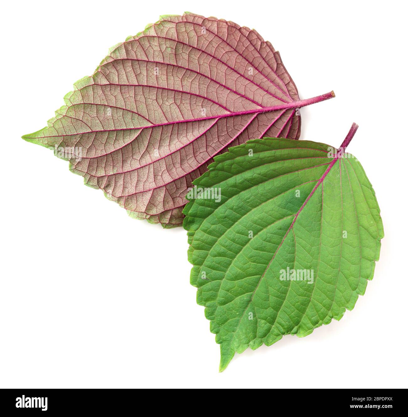 fresh perilla leaves isolated on white background, top view Stock Photo ...