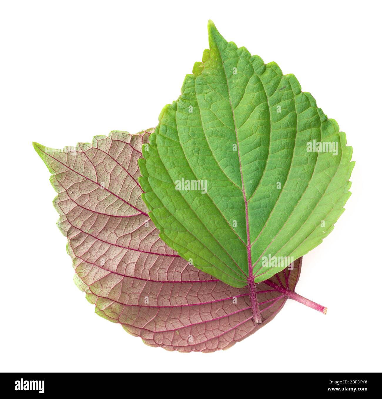 fresh perilla leaves isolated on white background, top view Stock Photo ...